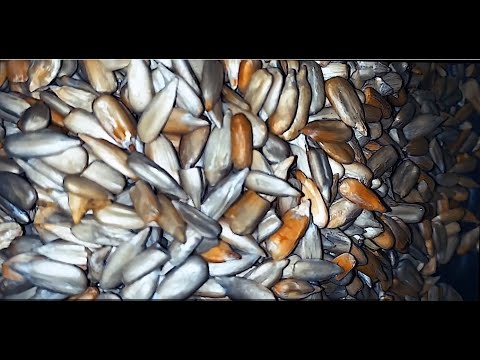 Sunflower Seeds Air Frying or Baking or Roasting 4K - YouTube