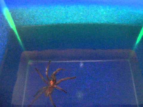Swimming ... tarantula!!! - YouTube