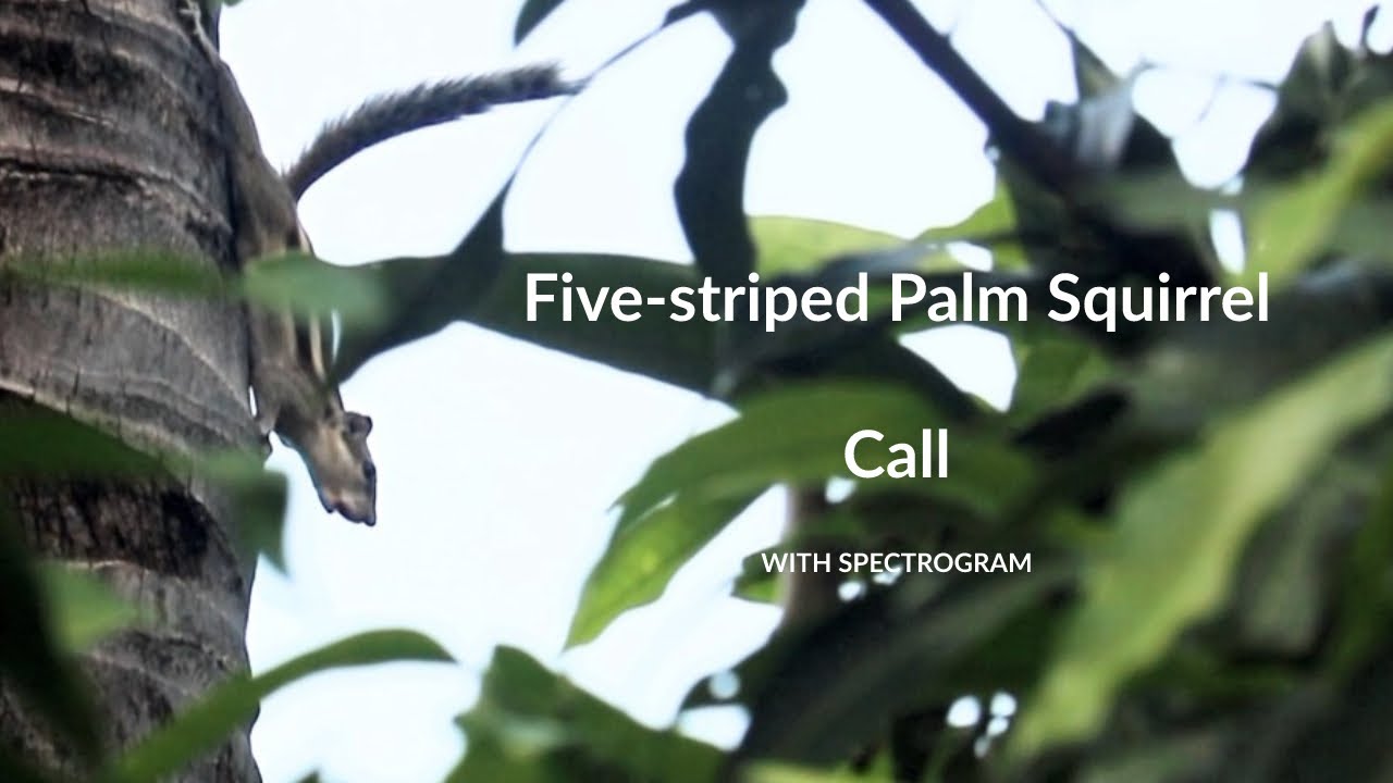 Five striped Palm Squirrel Call with Spectrogram - YouTube