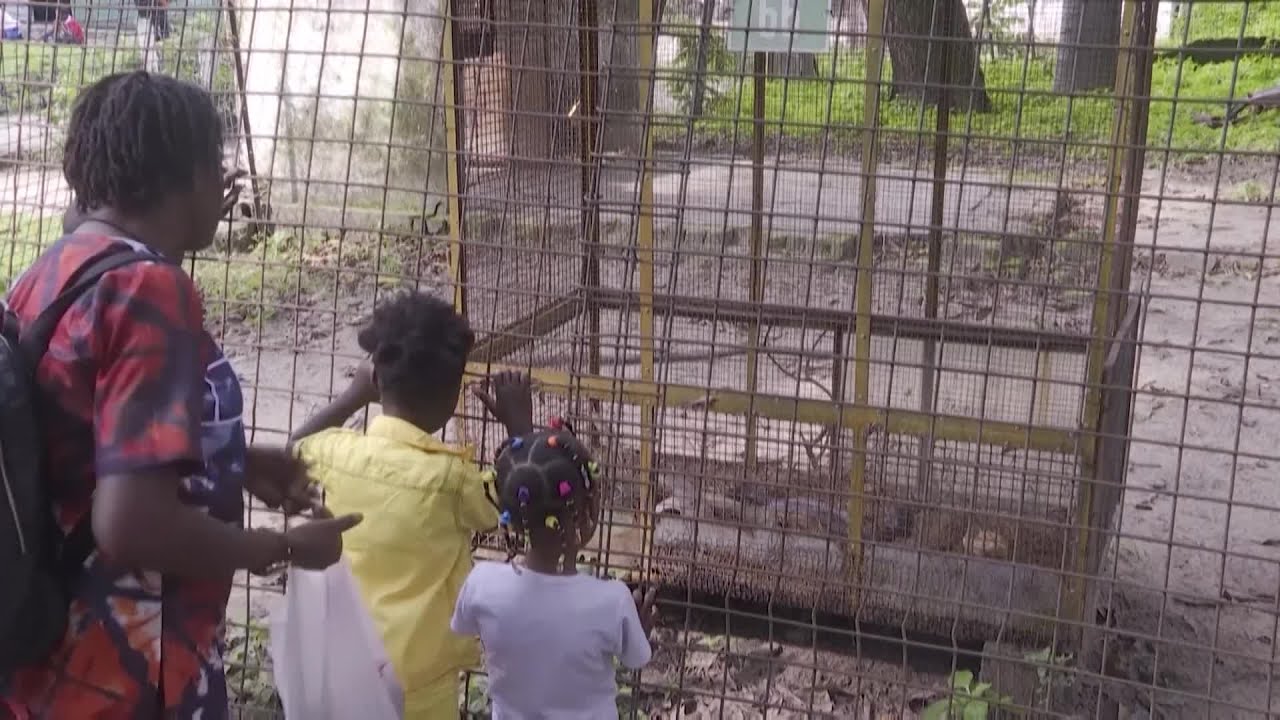 A Kinshasa, le jardin zoologique se refait la façade - YouTube