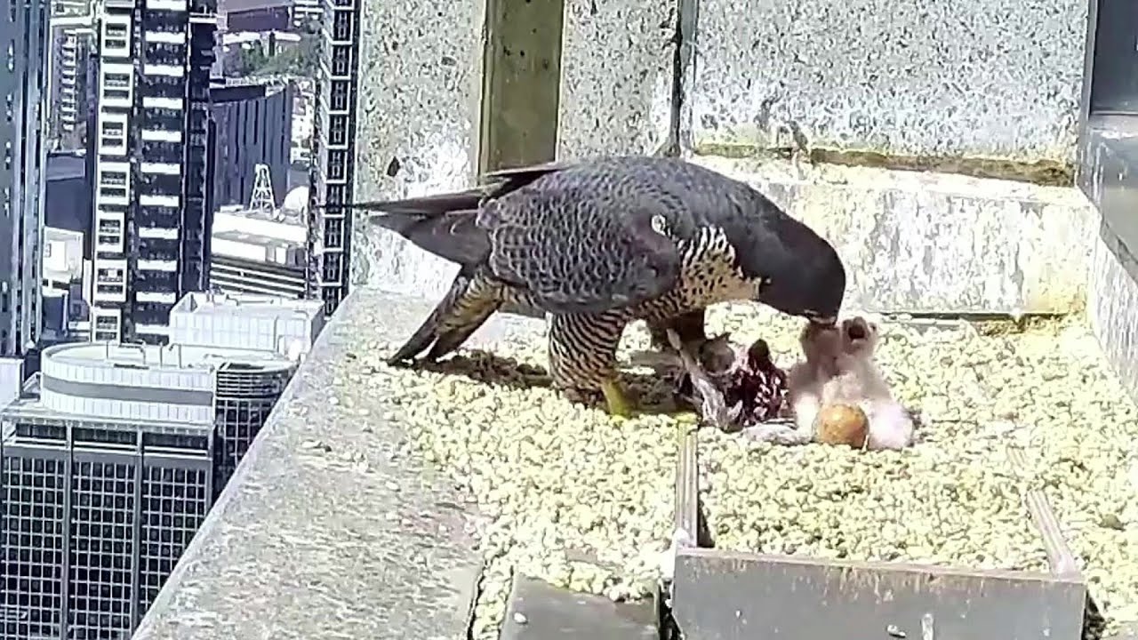 367 Collins Falcons~Mom is feeding three little bobble heads~9:31 a.m ...