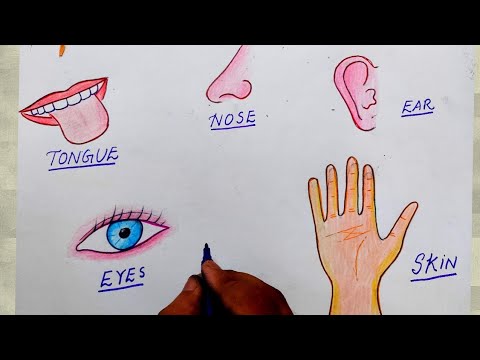 how to draw sense organs in easy way I how to draw sense organs step by ...