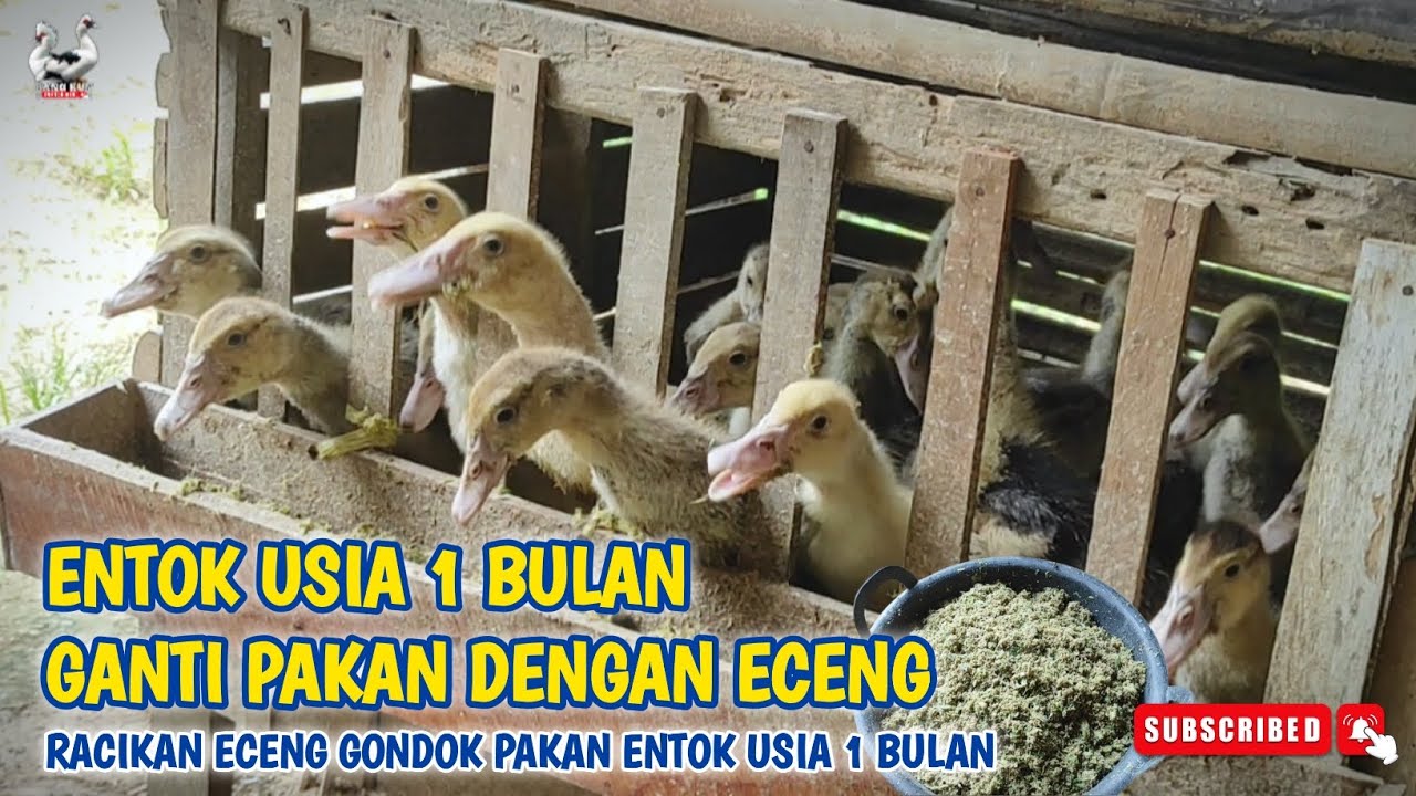 GANTI PAKAN DENGAN ECENG ENTOK USIA 1 BULAN || RACIKAN PAKAN ENTOK USIA ...