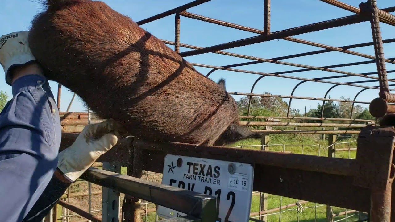 Loading Out Wild Hogs in Texas - YouTube