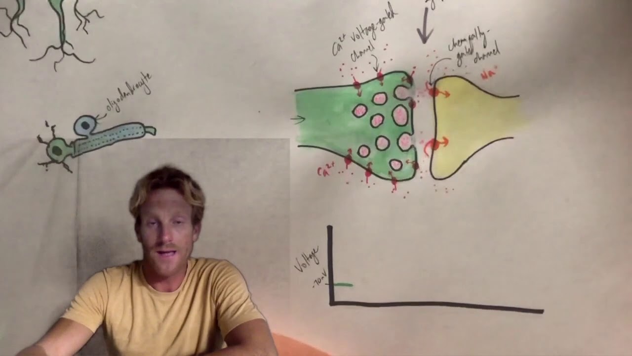 The synapse explained - YouTube