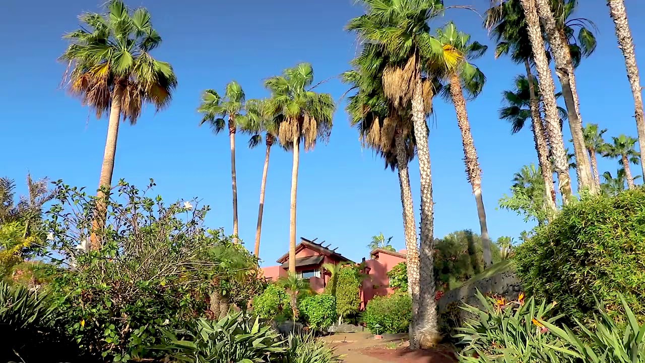 Relaxing Music with Palm Trees sounds HD - YouTube