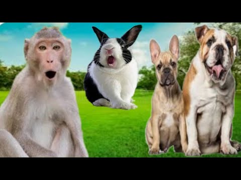 Monkey,cat, dog,camel and rabbits funny excited videos - YouTube