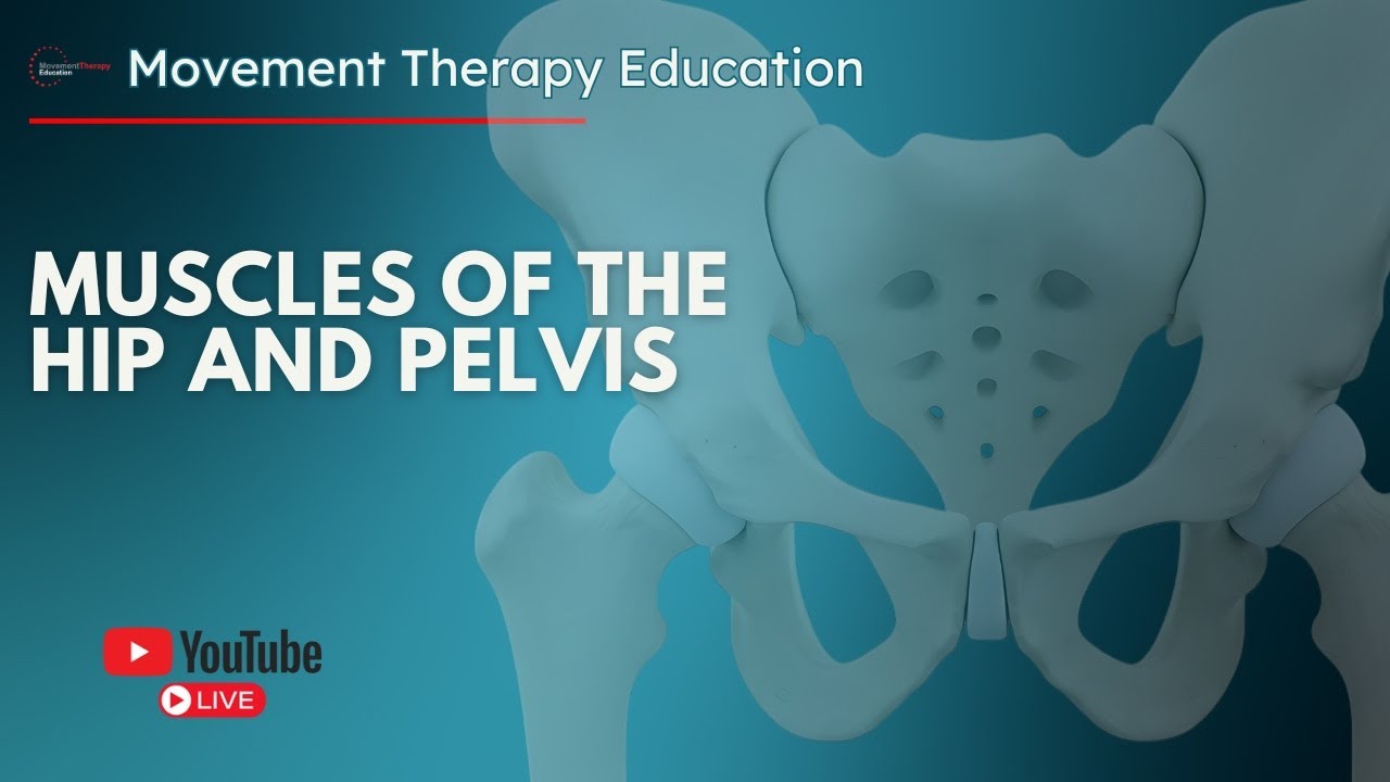 Discover the INCREDIBLE Muscles of the Hip and Pelvis! - YouTube