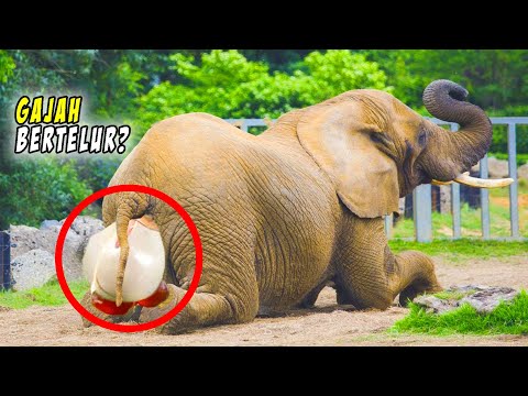 WOW!! Tak Disangka-sangka, Ternyata Begini Proses Hewan Melahirkan Paling Unik - Gajah Melahirkan