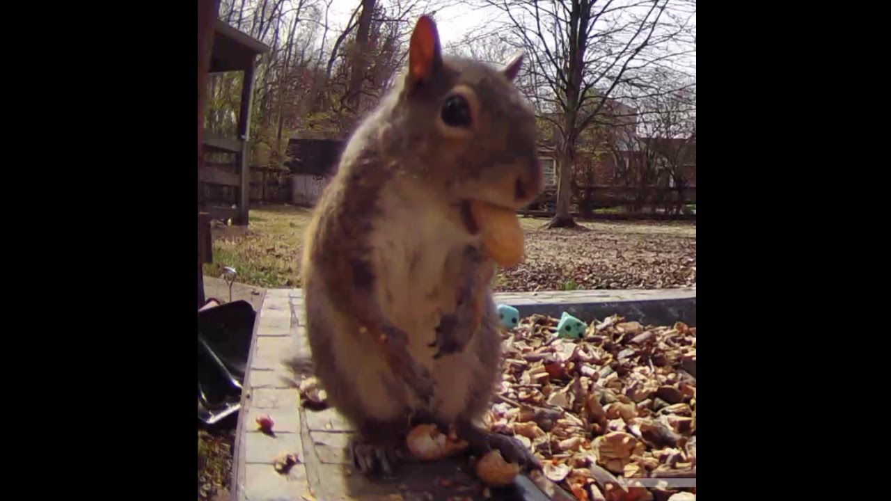 FRIDAY FRIDAY GOTTA GET DOWN ON SQUIRREL DAY - YouTube