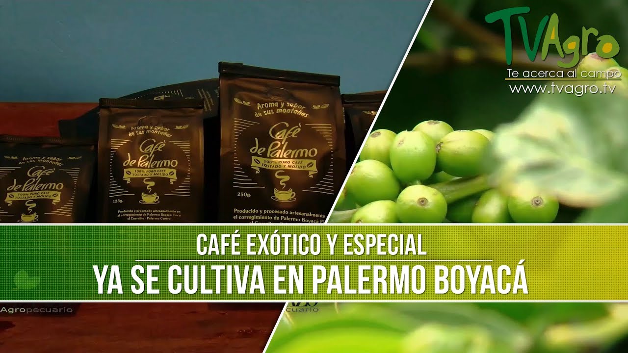 Como se Cultiva el Cafe Exotico- TvAgro por Juan Gonzalo Angel - YouTube