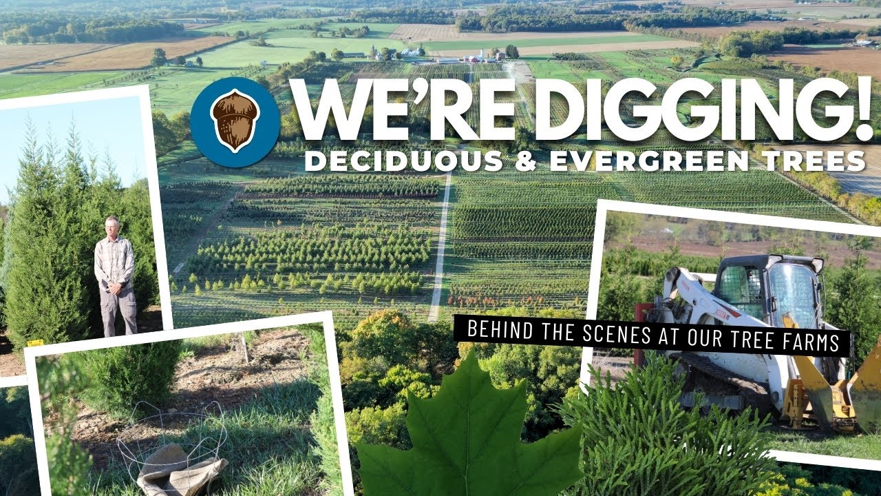 We are Digging at Acorn Farms! - YouTube