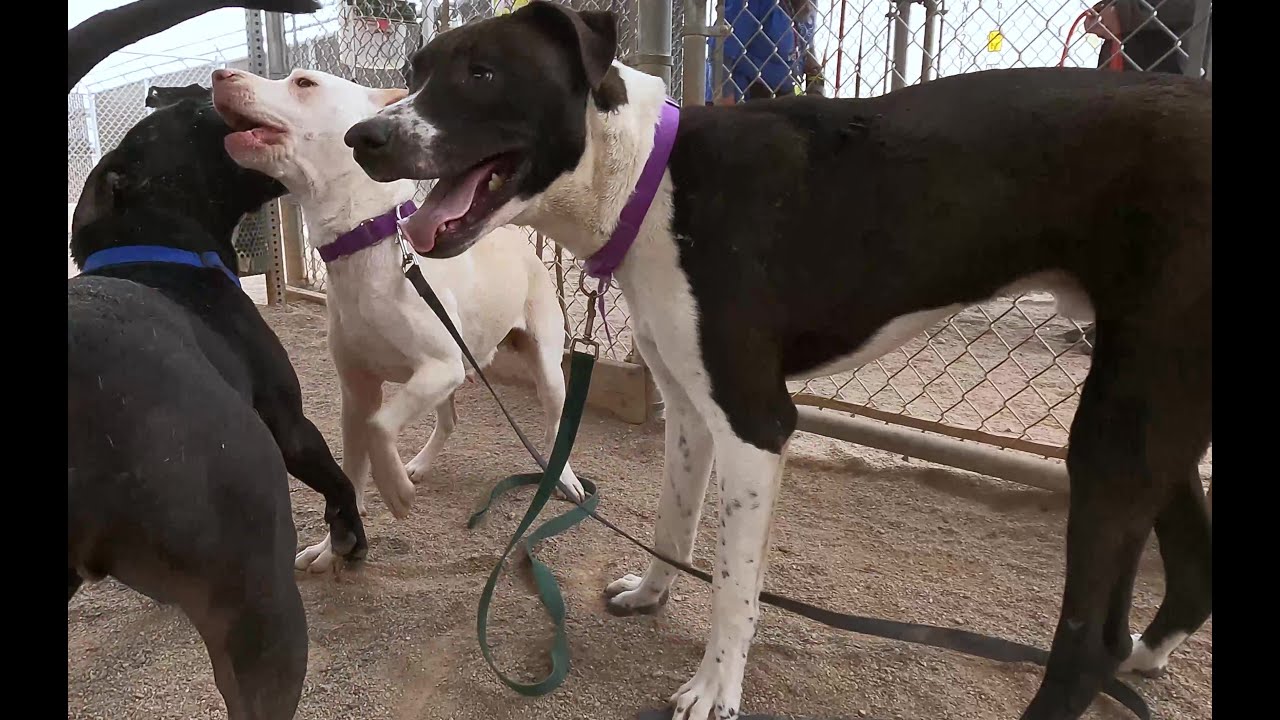 Dogs playing for dogs to watch: Episode 10 - YouTube