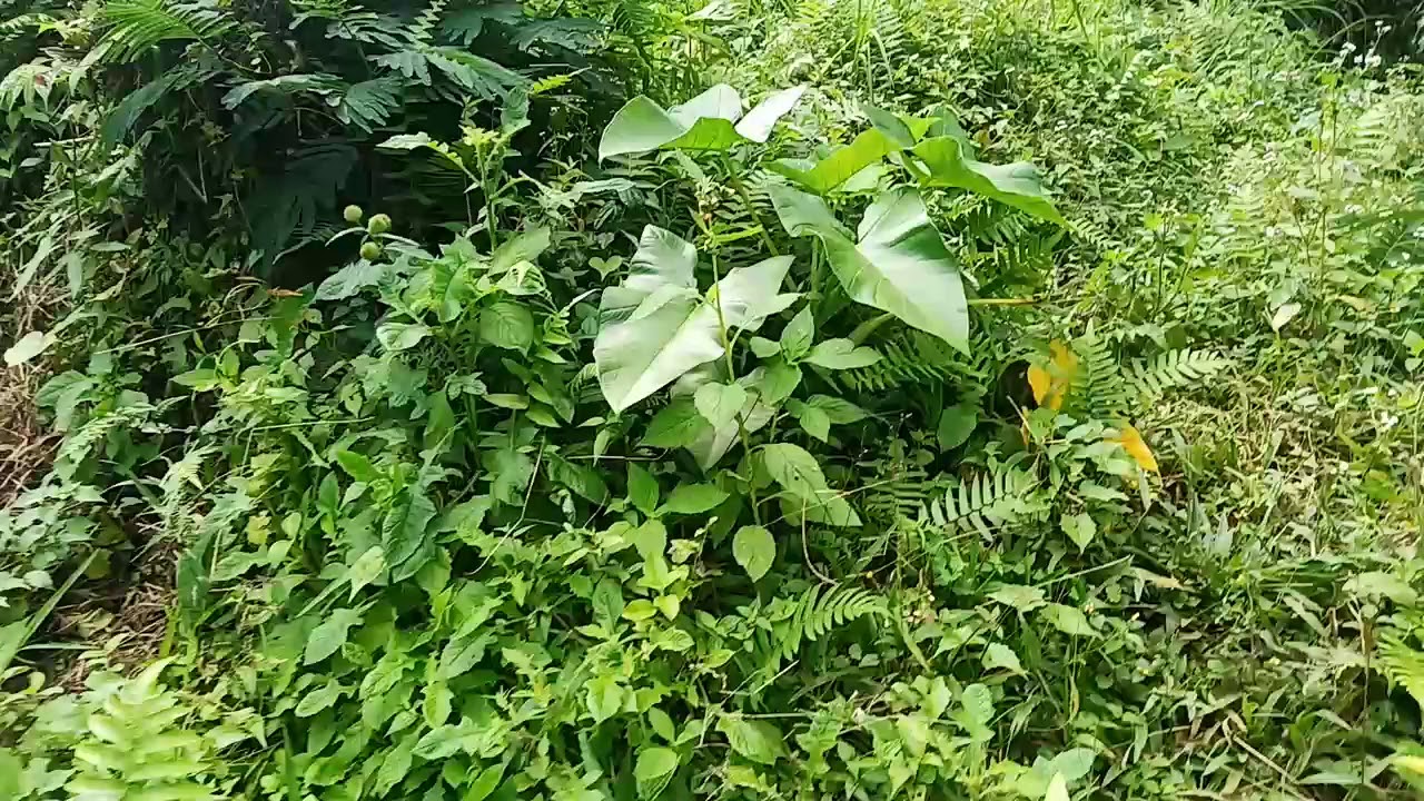 Area tebing tanah di Br Bunteh Payangan - YouTube