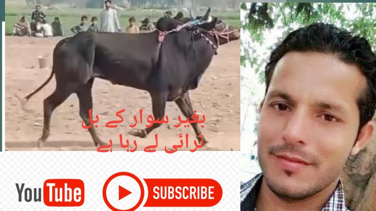 Dand metha dohla bull with out sawar try 25.08.2022#bull#shutri multan ...