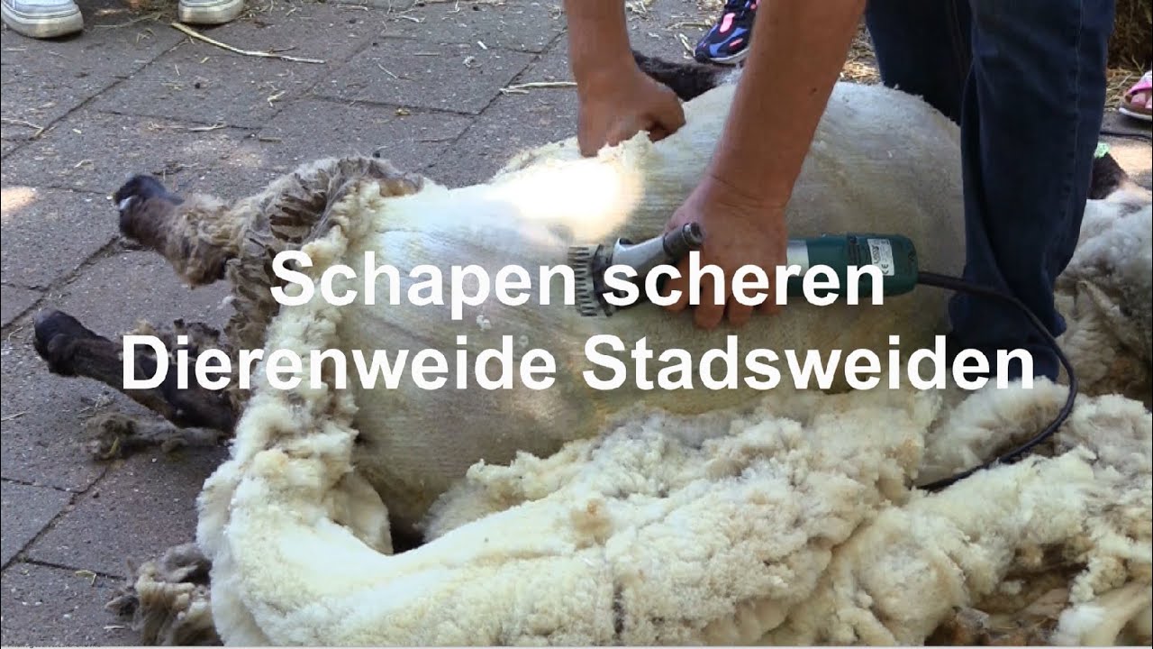 Schapen scheren Dierenweide Stadsweiden Harderwijk 3 juni 2023 - YouTube