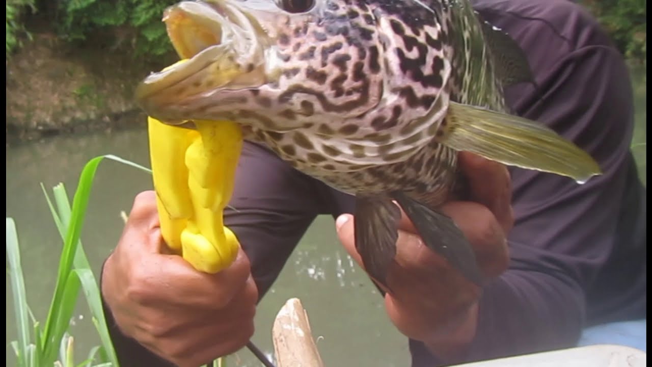 Pesca en el rio de robalos y pez tigre (Guapote) en la ciudad de Panamá ...