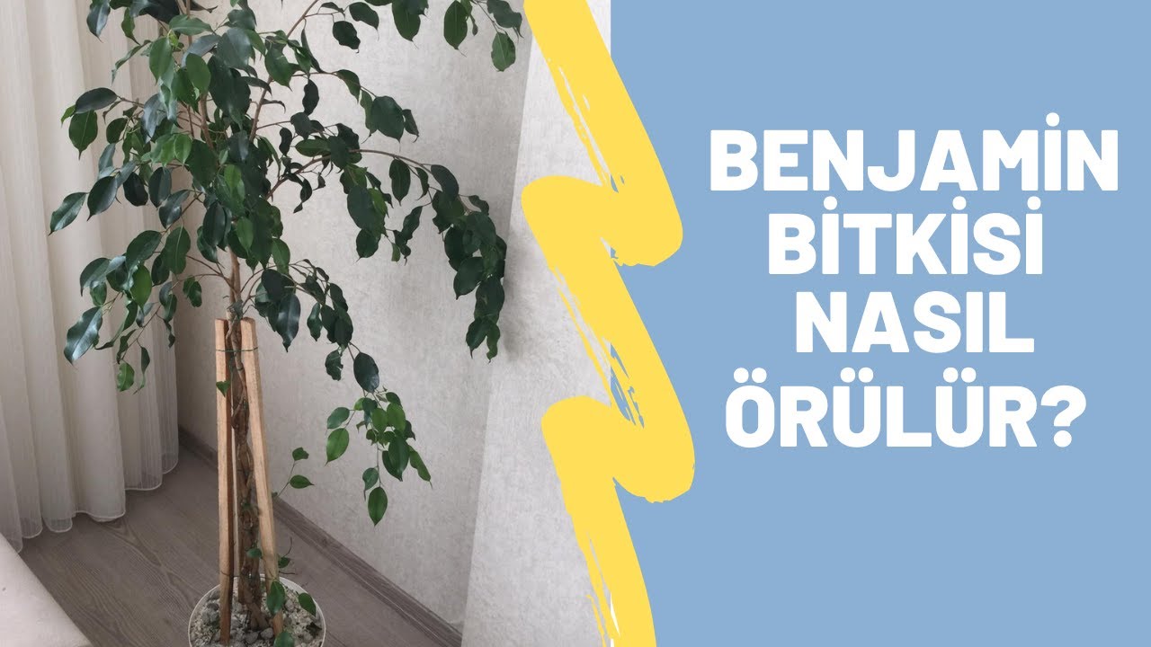 Benjamin bitkisi nasıl örülür? - YouTube