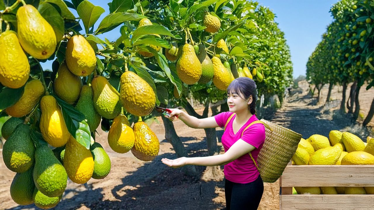 Harvest Giant Mutant Peach Hybrid Avocados to Sell - Unique Traditional ...