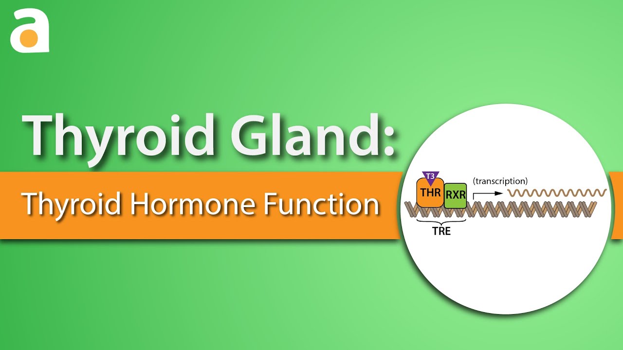 Thyroid Gland: Thyroid Hormone Function - YouTube