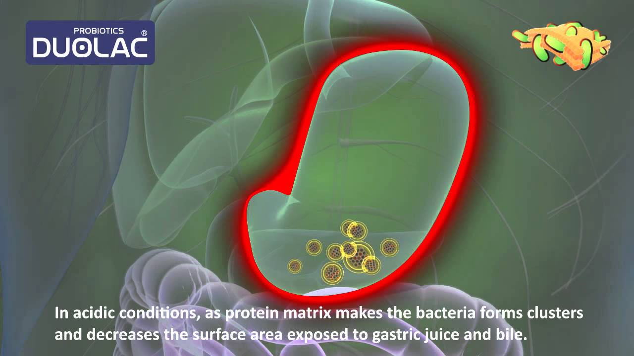 Duolac Probiotics - Unique double coated lactic acid bacteria - YouTube