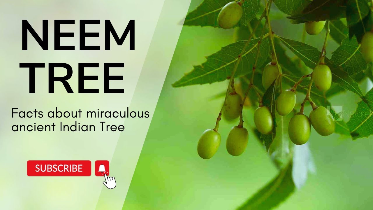 The Amazing Neem Tree: ( नीम का पेड़ ) History, Uses & Dental Care ...