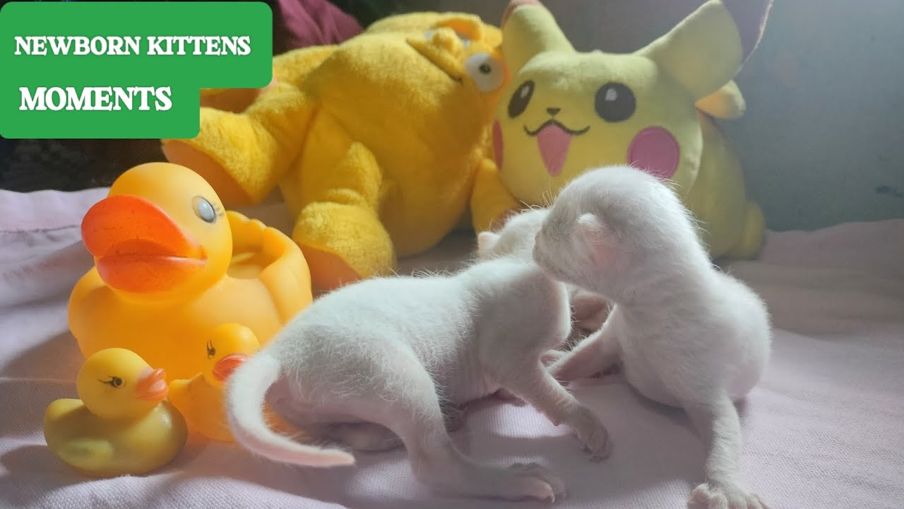 Newborn kittens meowing | Newborn kittens moments | kittens meowing ...