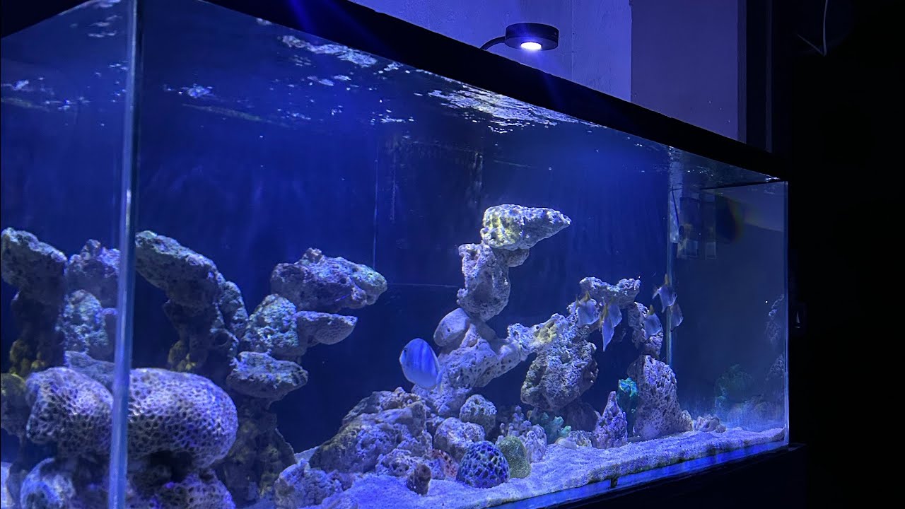 Salt water Aquarium Side View - YouTube
