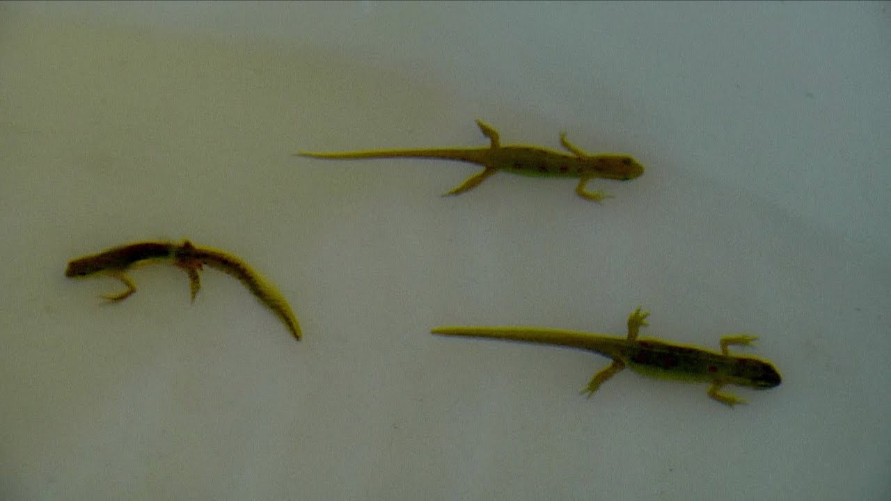 Saving Salamanders - YouTube