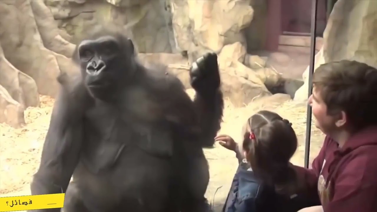 Pregnancy and birth of a female gorilla - YouTube