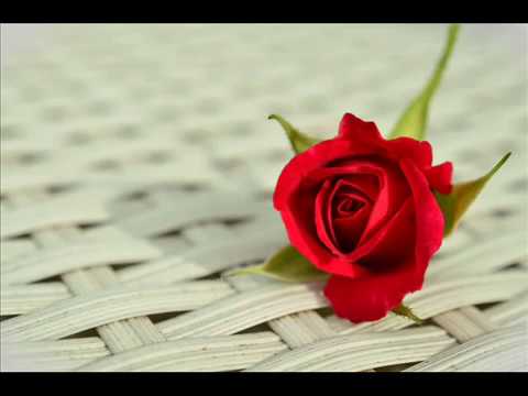 ♥ Beautiful Red Roses Whatsapp Status Images / Romantic Red Rose Flower Wallpaper Pictures ♥