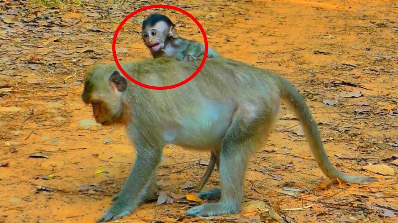 Cute Tiny Fun Playing Time | Button & Baby Bean Monkey Beautiful Scenes ...
