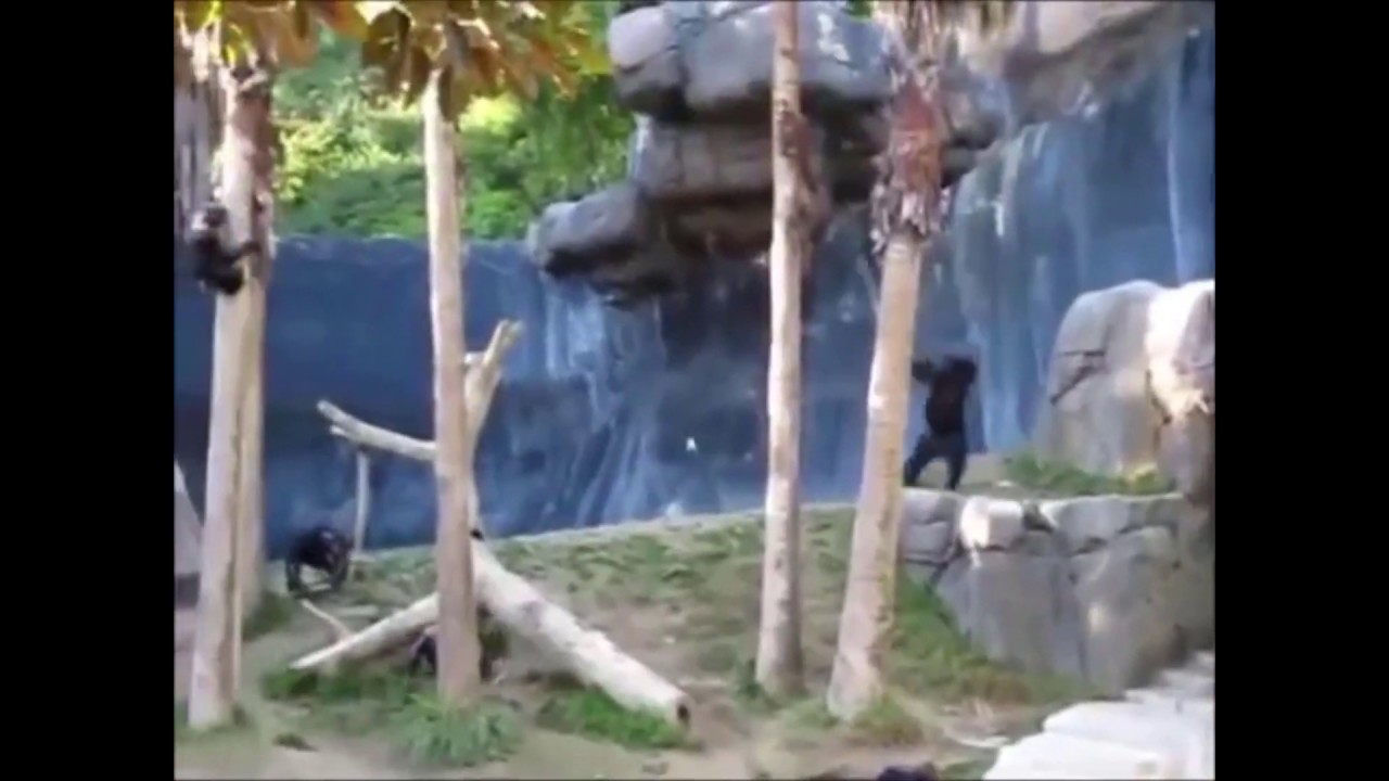 monkey slayer - YouTube