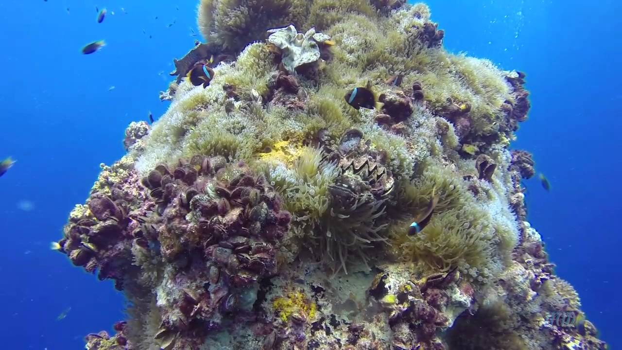 Iro Maru Shipwreck Palau - YouTube