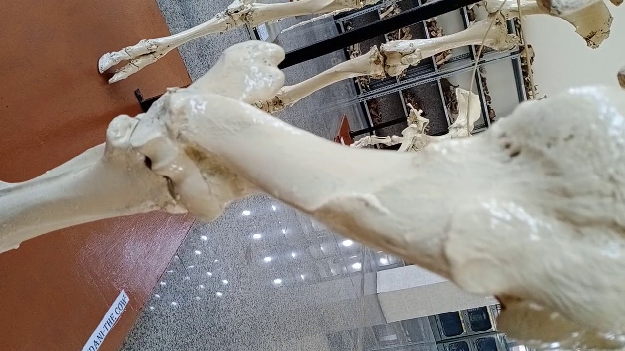 Humerus of bovine - YouTube