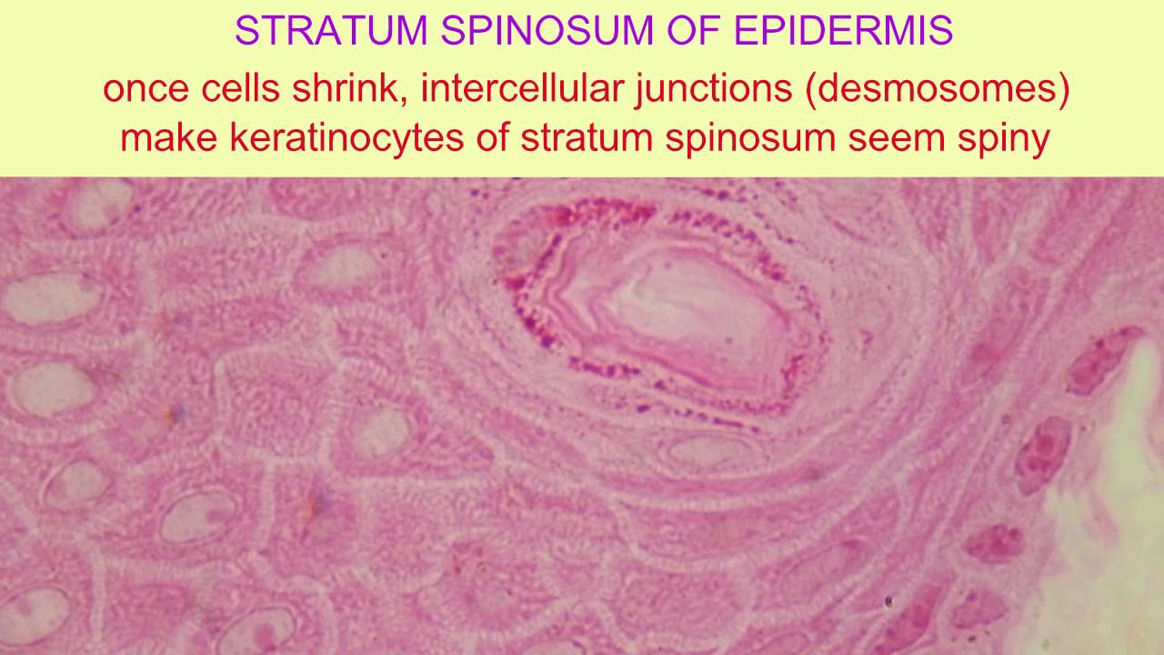 DESMOSOMES IN STRATUM SPINOSUM - YouTube