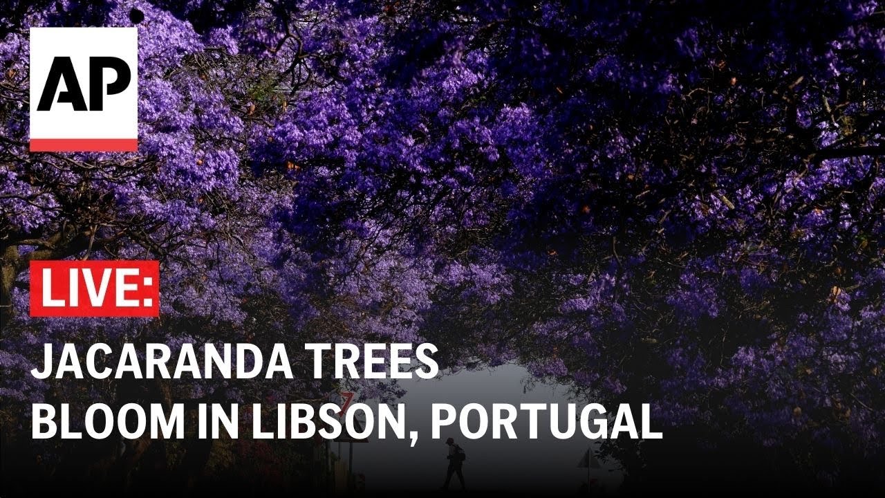LIVE: Jacaranda trees bloom in Lisbon, Portugal - YouTube