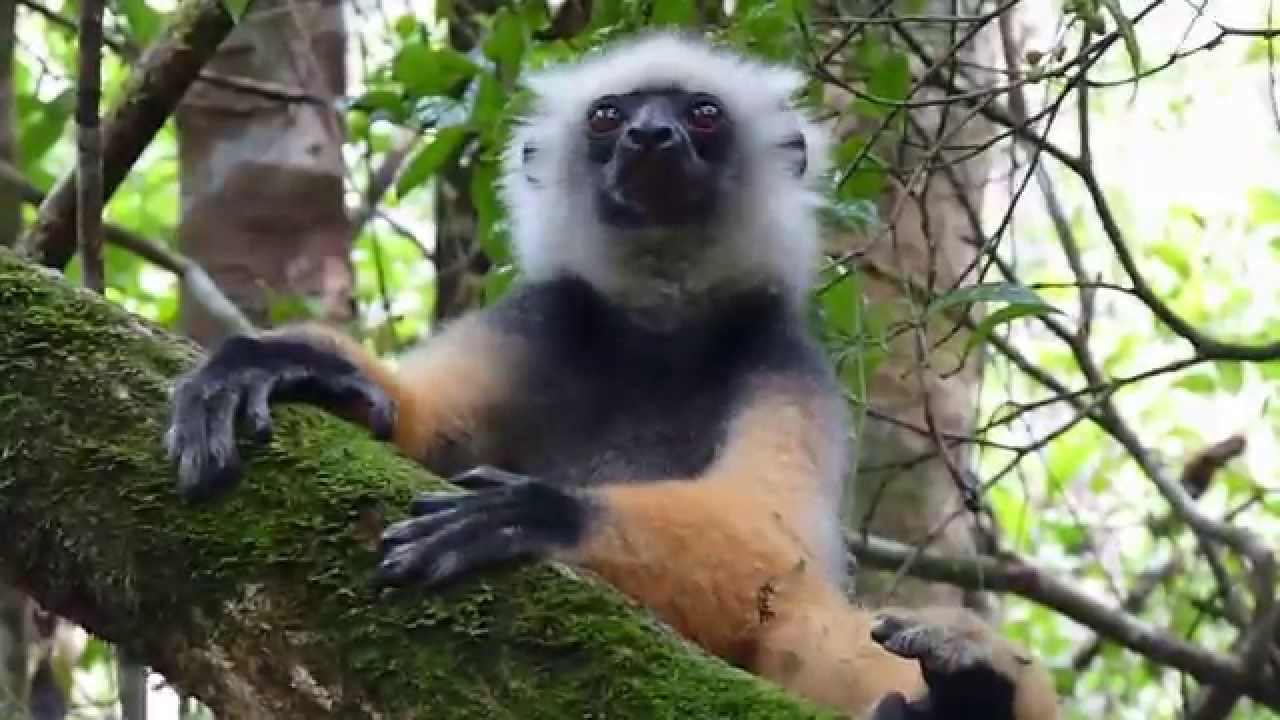 Close-up of Diademed Sifaka, Perinet Nature Reserve, Andasibe ...