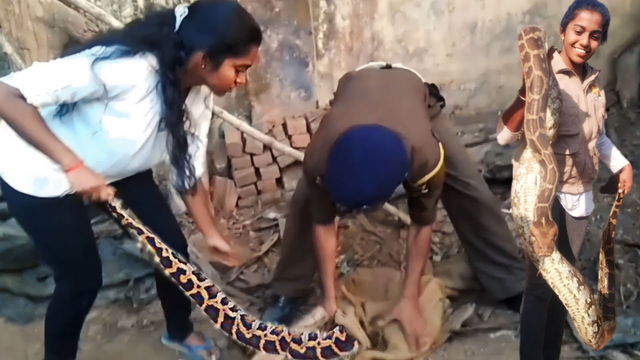 Indian rock python अनुषा का पहला रेस्क्यू मेरे साथ अजगर Anusha's first rescue😱 rock python with ...