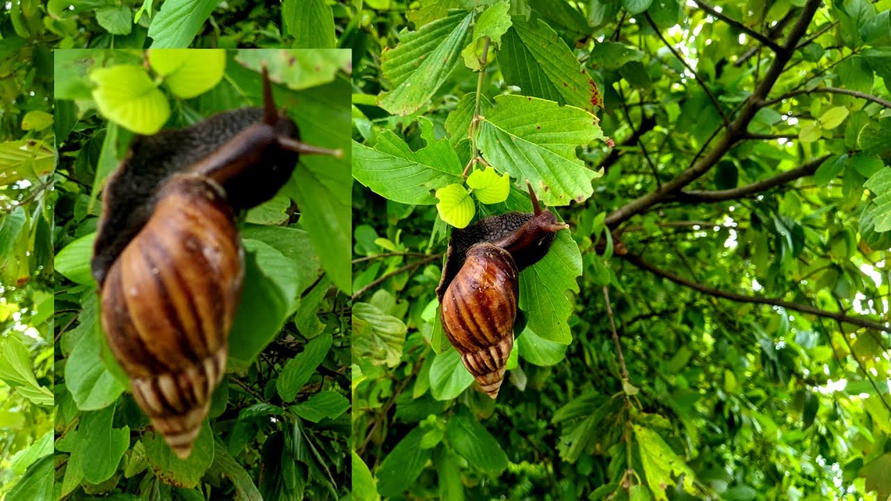 Garden Snail 45/ Wild giant snail hunter - YouTube