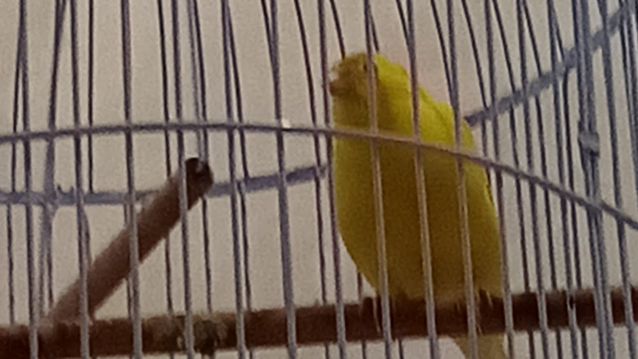 Singing Bird || Dilaw Na Ibon - YouTube