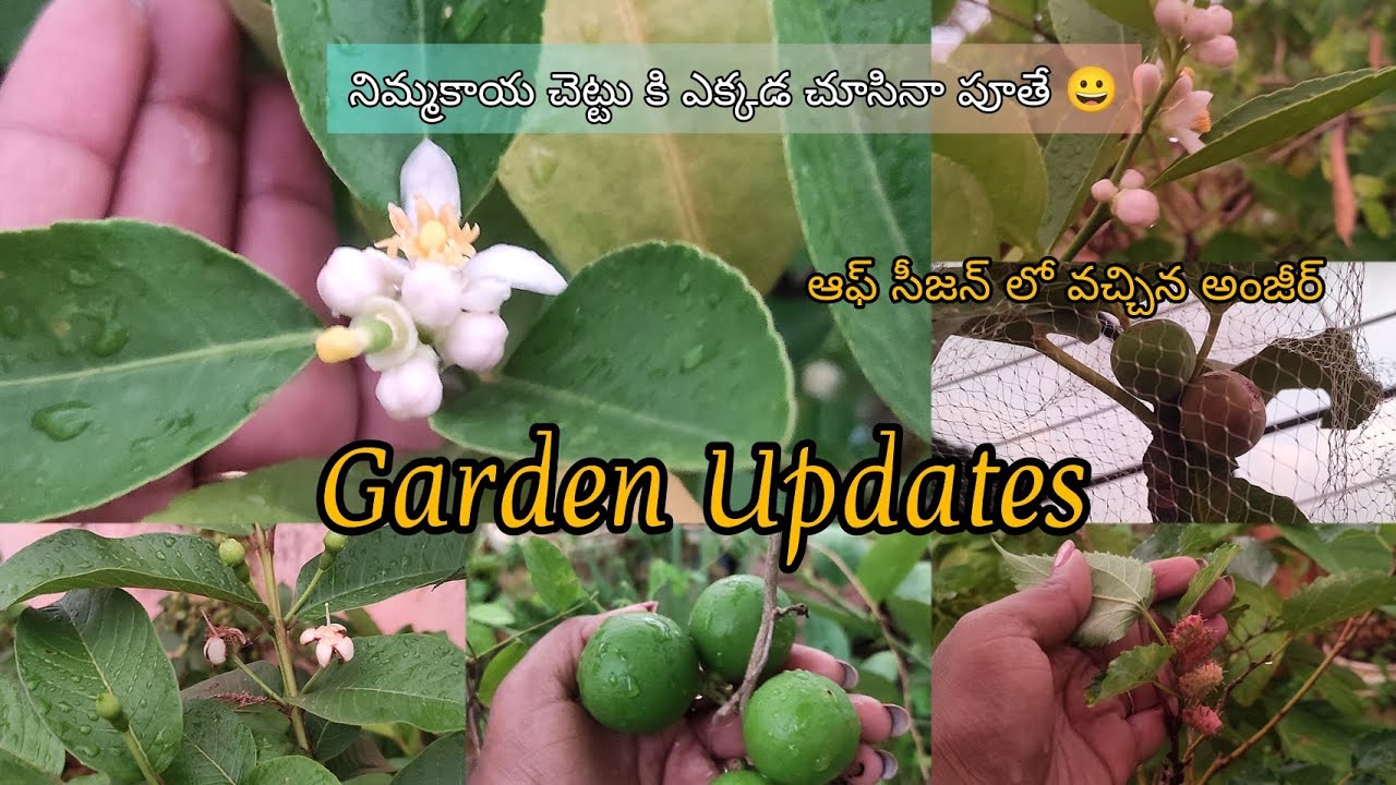 Garden Updates | నిమ్మకాయ పూత | Tips to grow lemon plant | Fig plant ...