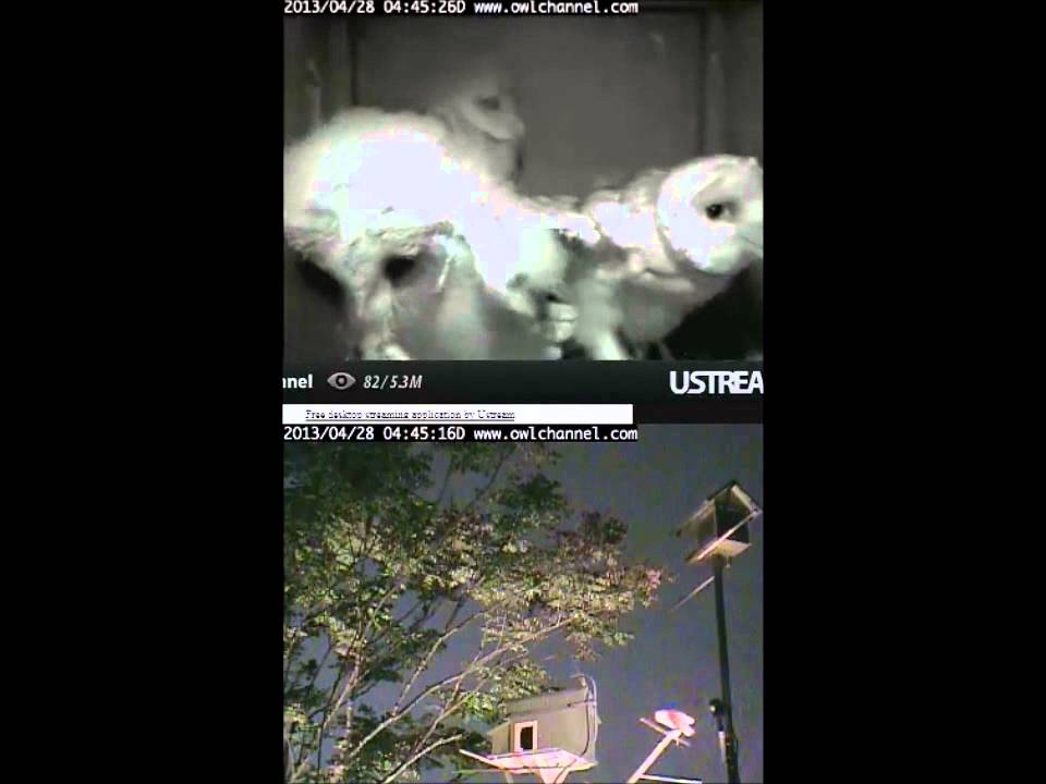 April 28 2013 4:45AM Gopher Delivery! - YouTube