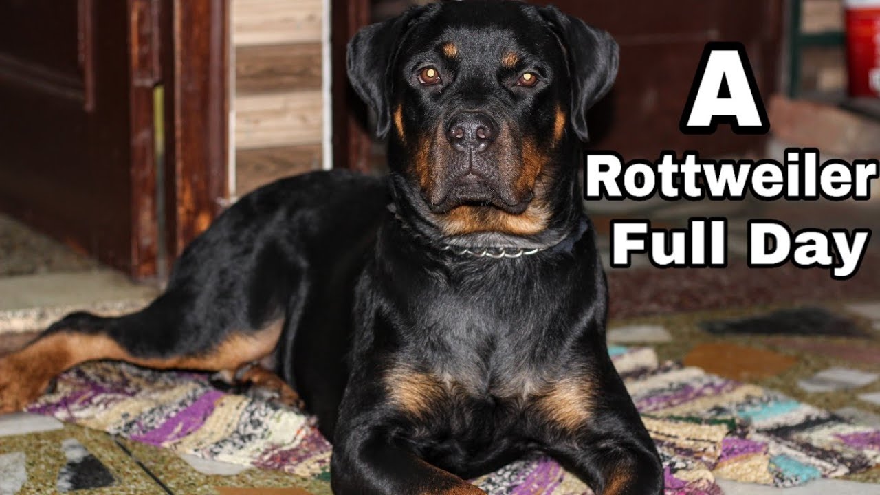 Life With A Rottweiler || Dog Can Talk Part 7 || Roxy || Review ...