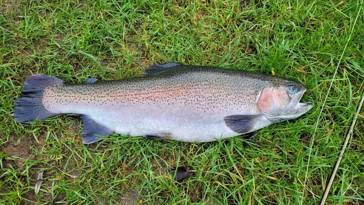 Holbury lakes Trout Fishery, Winter fishing, 3 trout, 3 flies, 3 lakes ...