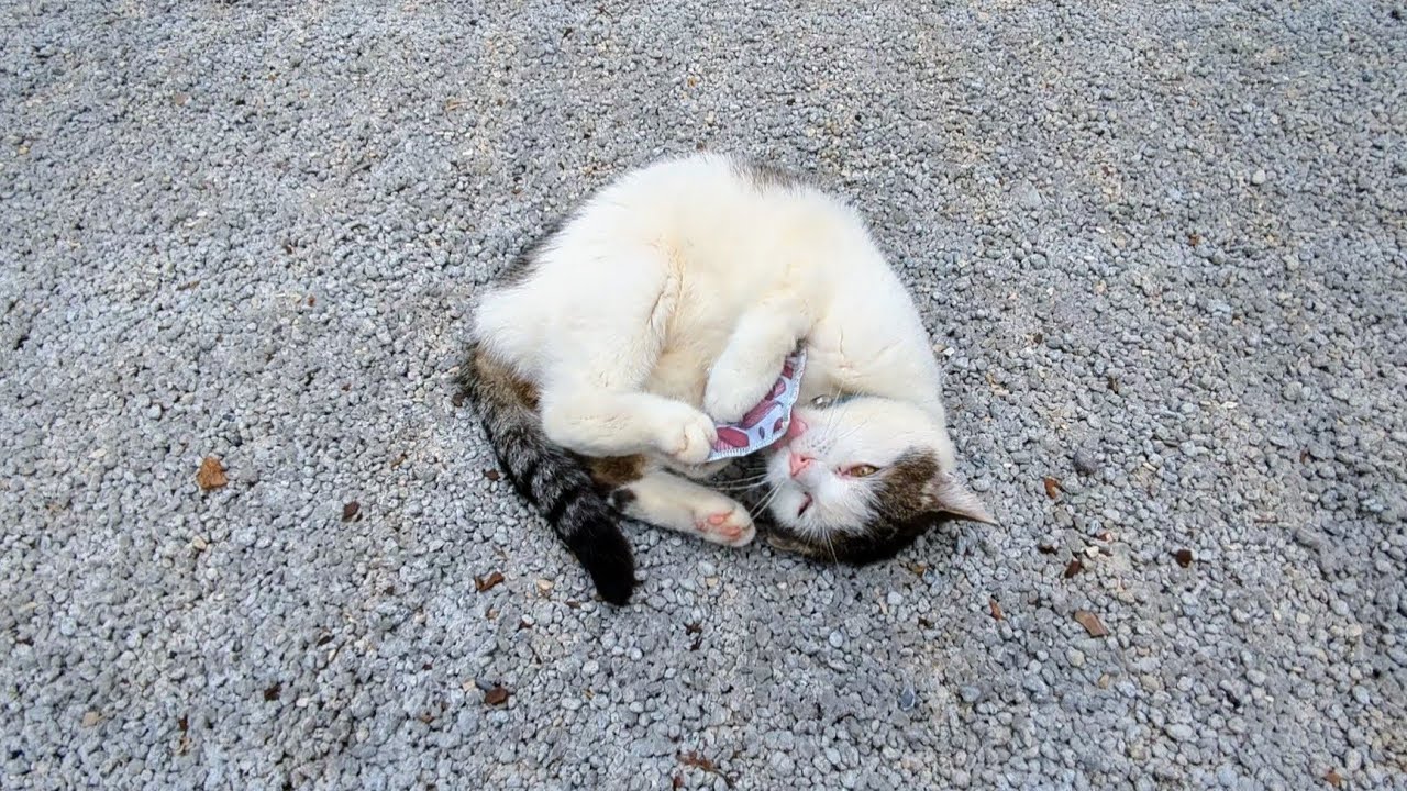 Nemo the cat plays with catnip pillow - YouTube