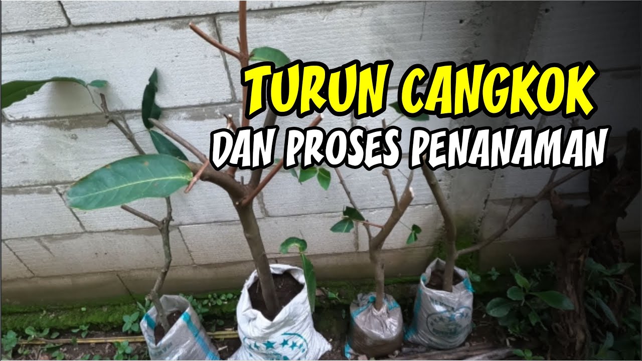 Menanam Jambu Air Hasil Cangkok - YouTube