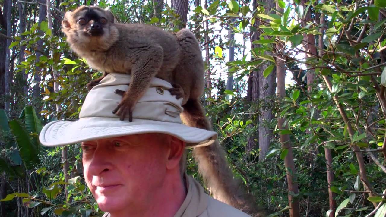 Brown Lemur in Madagascar enjoying Dan's shoulders and licking his hat ...