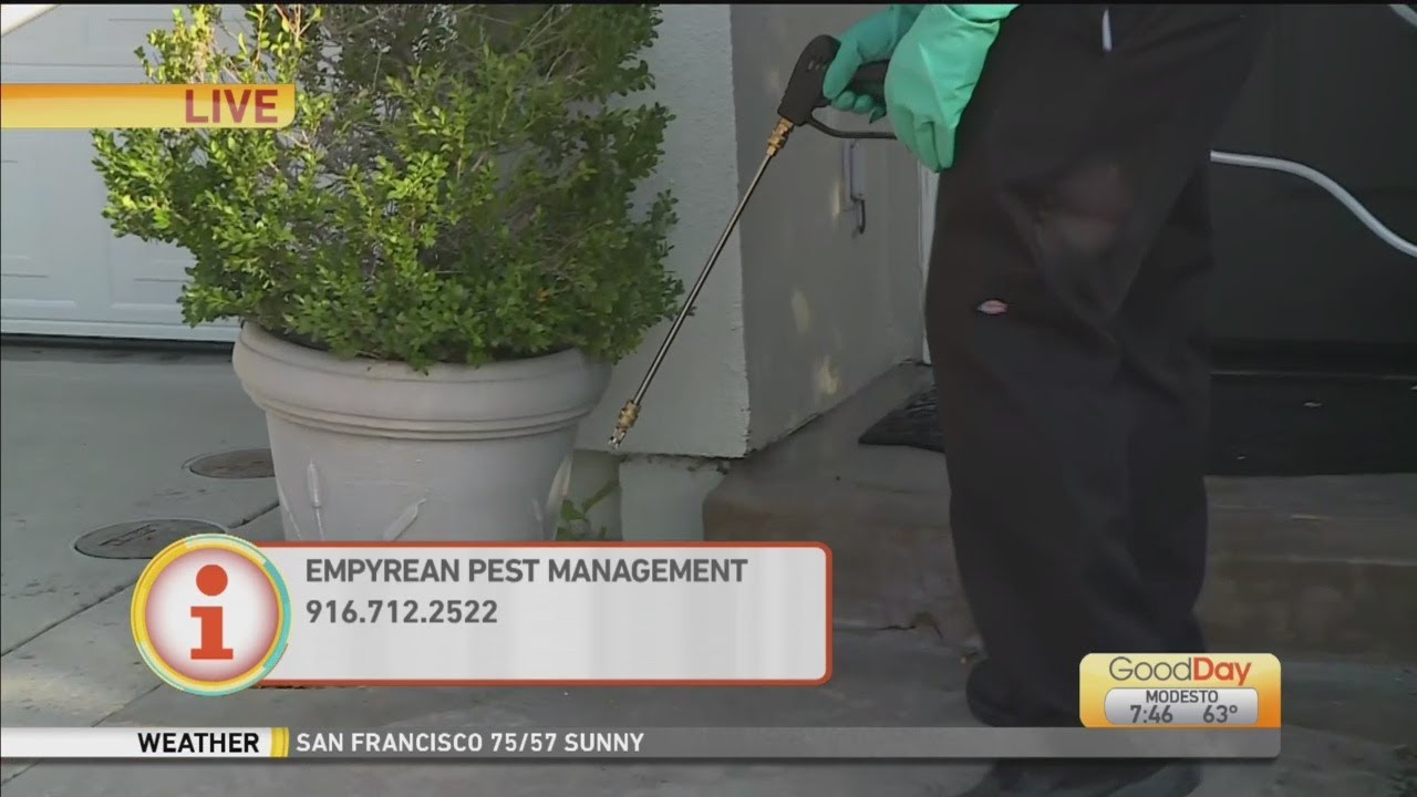 Pest Control - YouTube