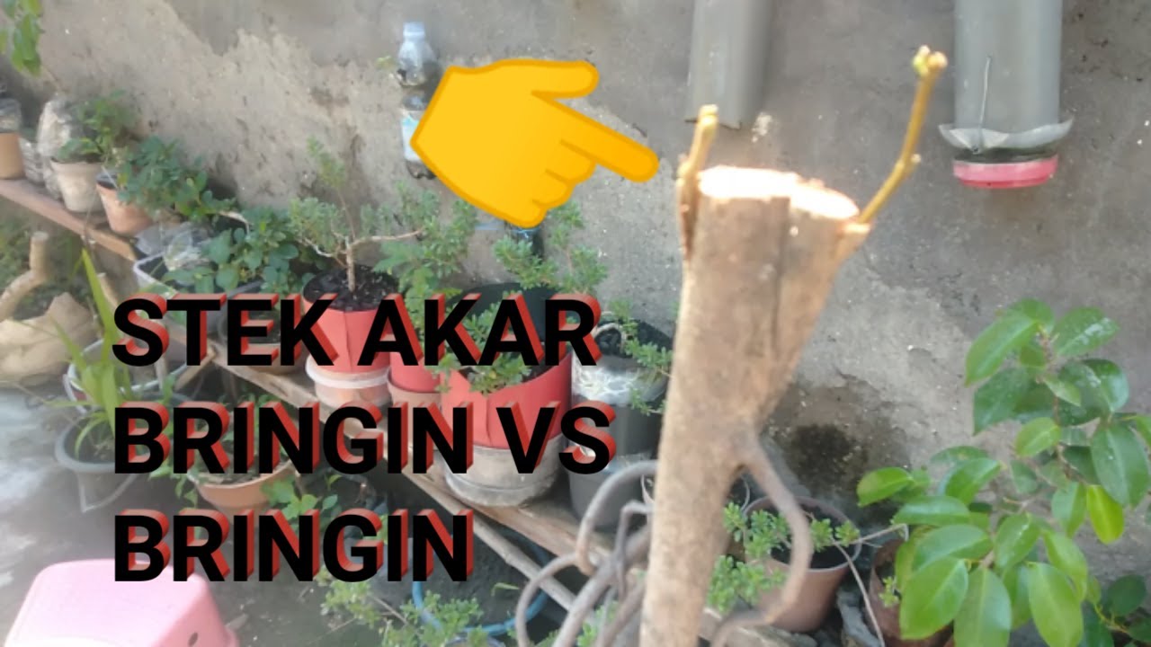 STEK AKAR BRINGIN VS BRINGIN - YouTube